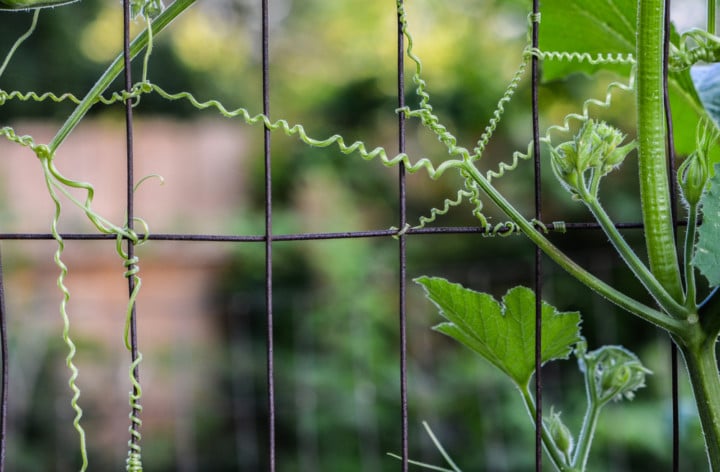 How To Trellis And Grow Squash Vertically For Higher Yields In Less Space