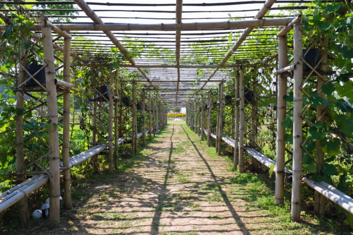 How To Trellis And Grow Squash Vertically For Higher Yields In Less Space