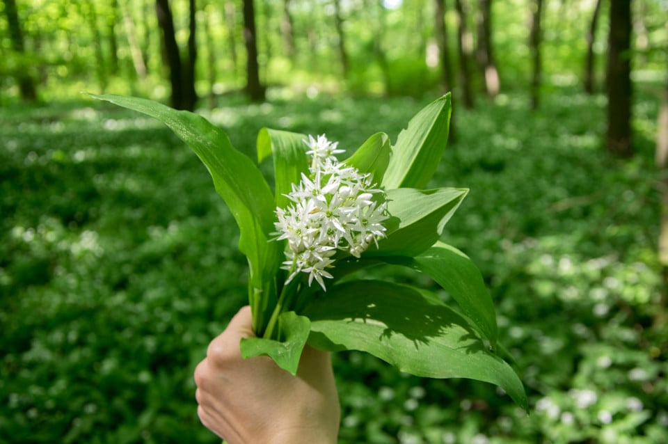 Foraging, Eating And Preserving Ramsons (Wild Garlic)