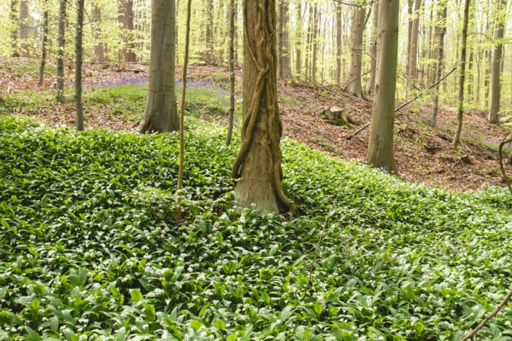 Foraging, Eating And Preserving Ramsons (Wild Garlic)