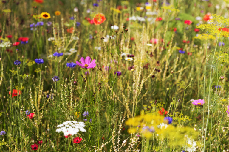 How To Turn Your Lawn Into A Wildflower Meadow (& Why You Should)