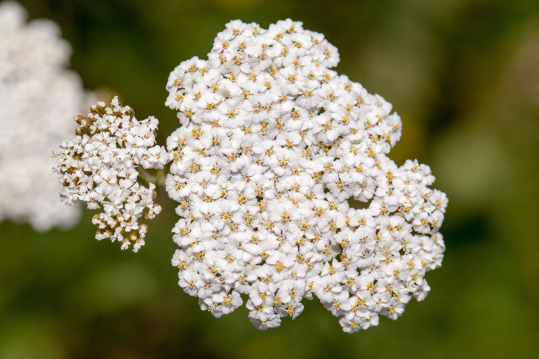 25 Edible Wild Plants To Forage For In Early Spring