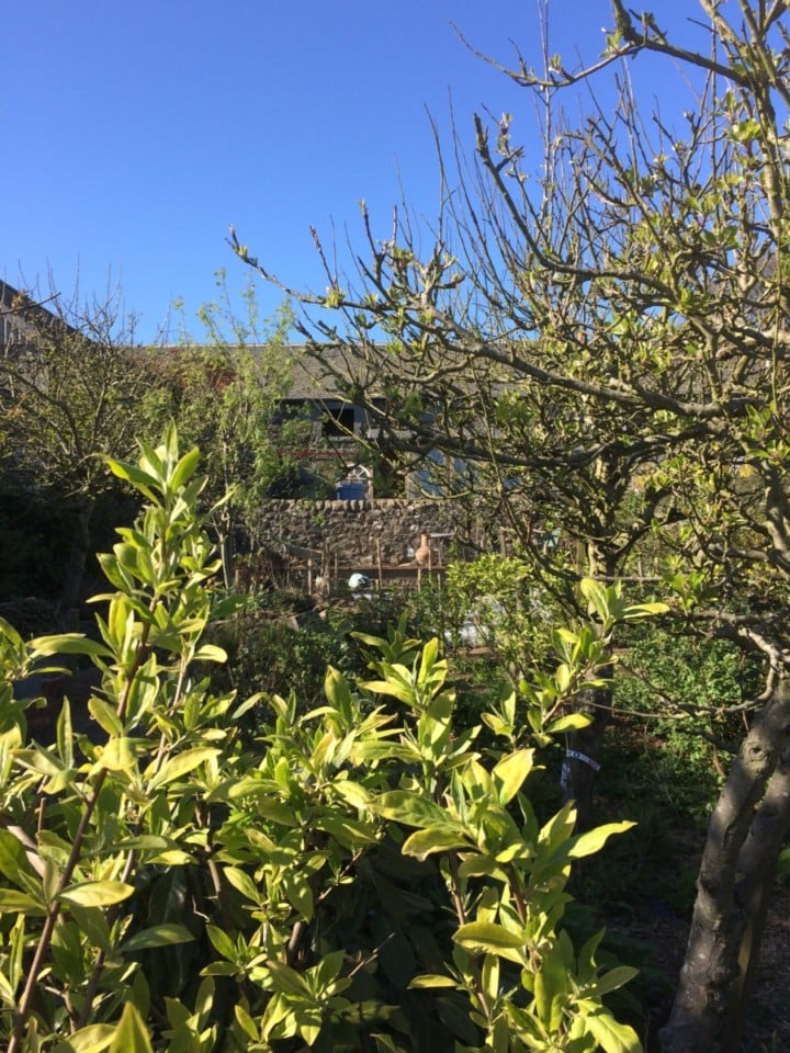 7 Reasons To Start a Forest Garden & Everything You Need To Know