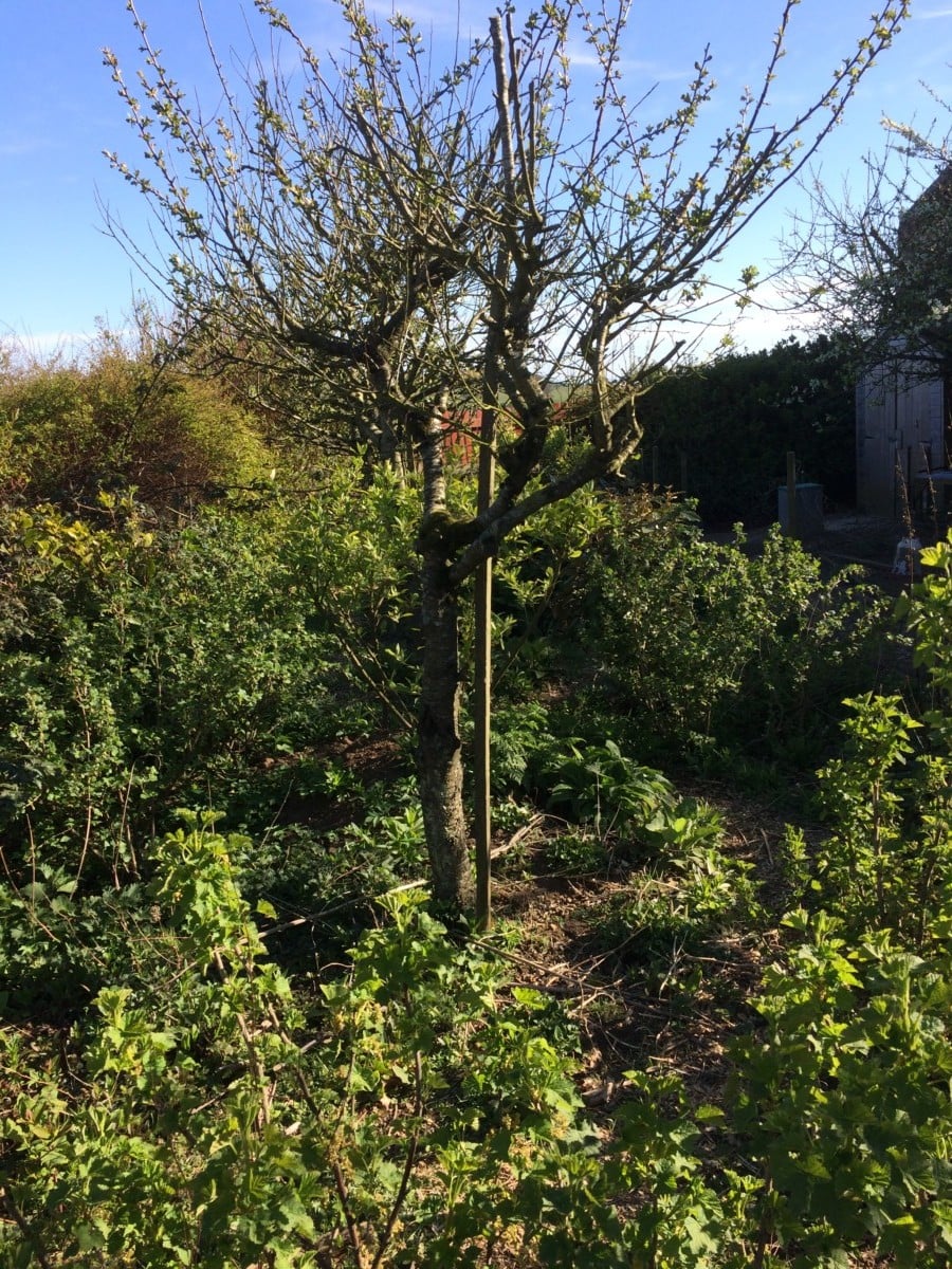 7 Reasons To Start a Forest Garden & Everything You Need To Know