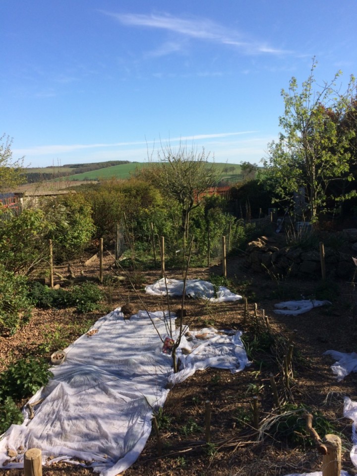 7 Reasons To Start a Forest Garden & Everything You Need To Know