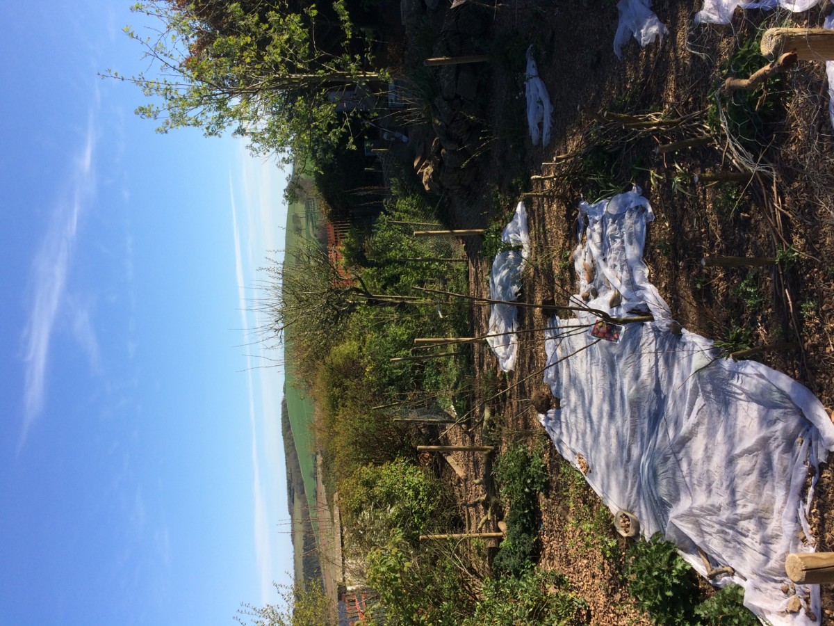 7 Reasons To Start a Forest Garden & Everything You Need To Know
