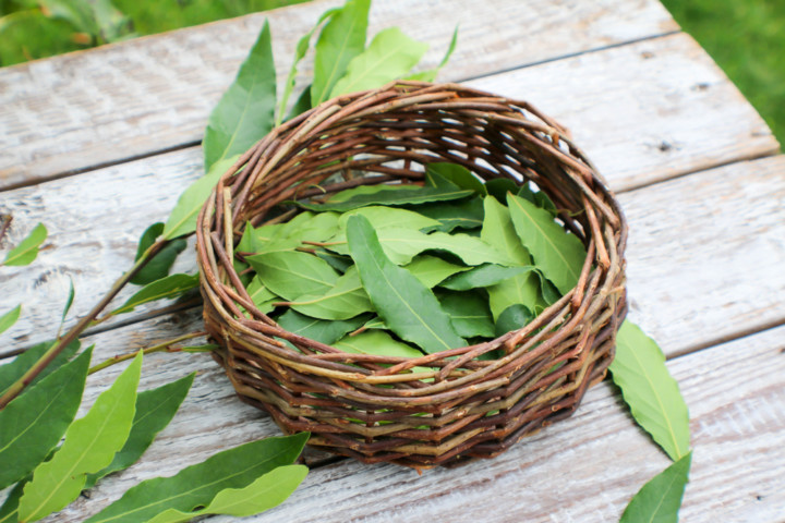 How To Grow & Care For A Bay Tree & Bay Leaf Uses