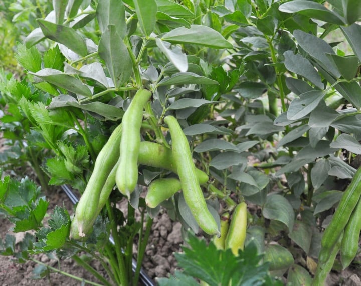 How To Grow High Yielding Fava Bean (Broad Bean) Plants