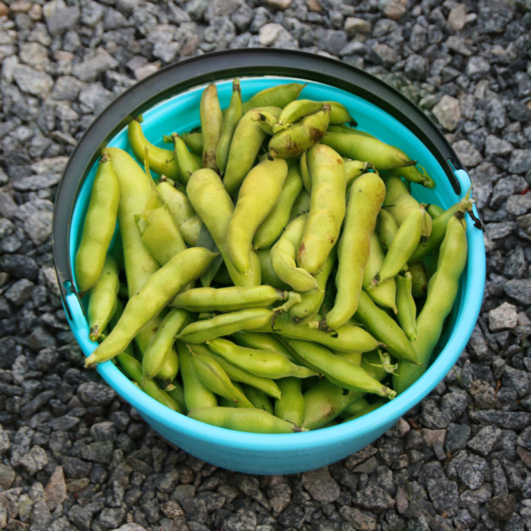 35 High Yielding Fruits And Vegetables For Huge Harvests
