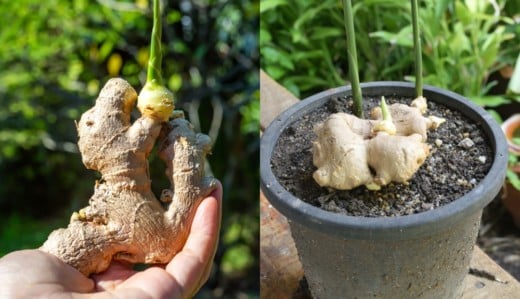 How To Grow Ginger No Matter Where You Live