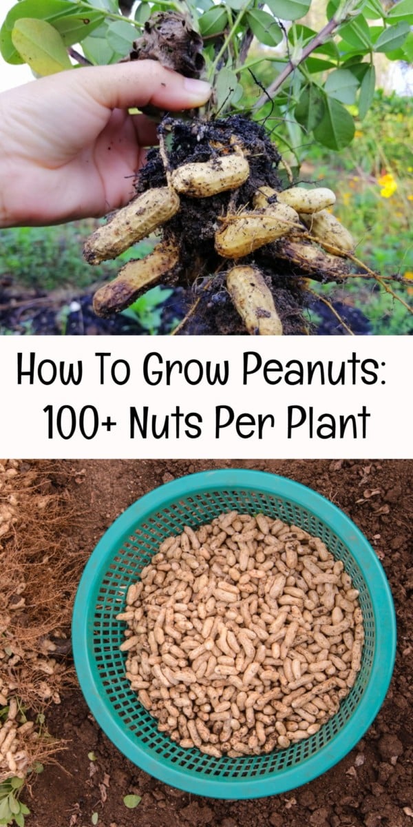 How To Grow Peanuts: 100+ Nuts Per Plant