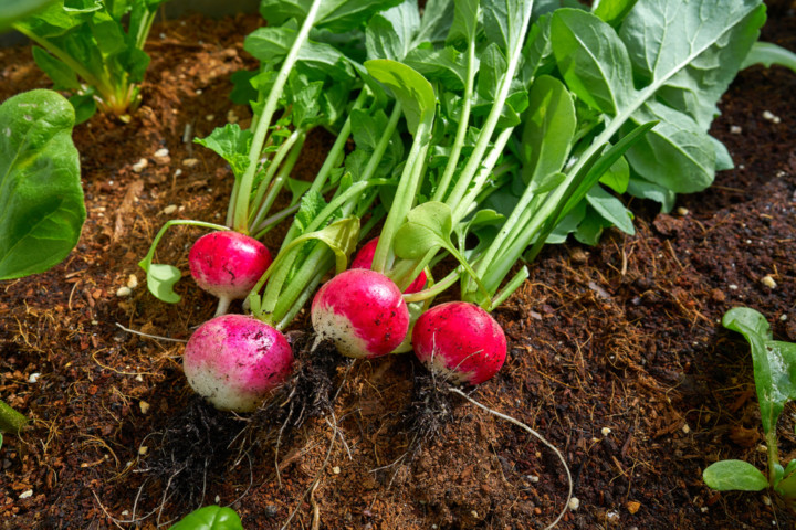 35 High Yielding Fruits And Vegetables For Huge Harvests