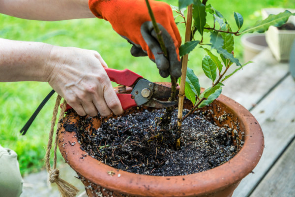 How To Grow & Care For A Bay Tree & Bay Leaf Uses