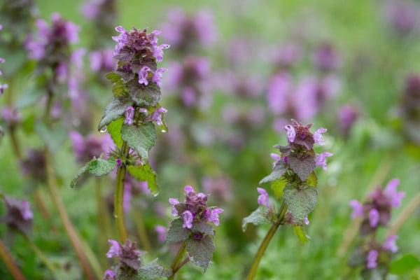 5 Delicious Recipes For 5 Easy To Forage Plants
