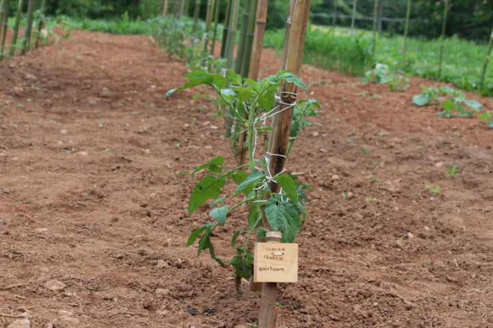 38 Tomato Support Ideas For High Yielding Tomato Plants