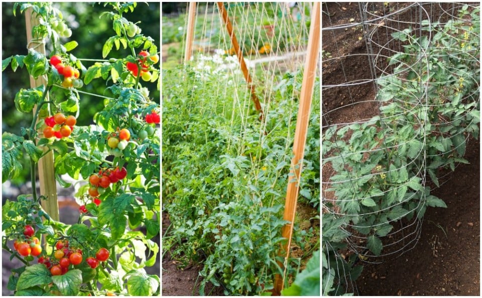 38 Tomato Support Ideas For High Yielding Tomato Plants