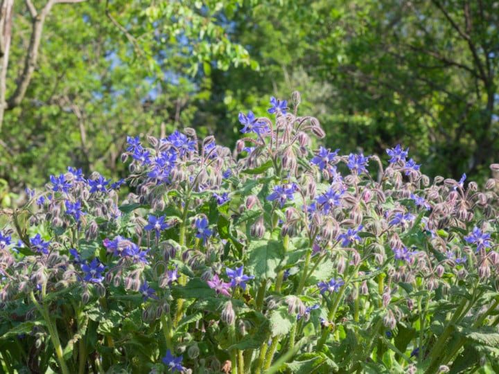15 Reasons To Grow Borage + Ways To Use It