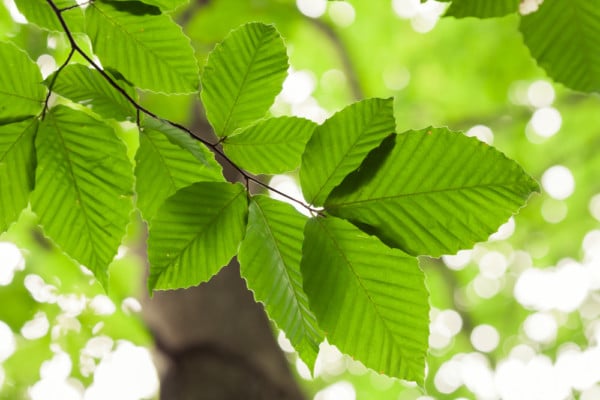 10 Trees With Edible Leaves to Forage or Grow