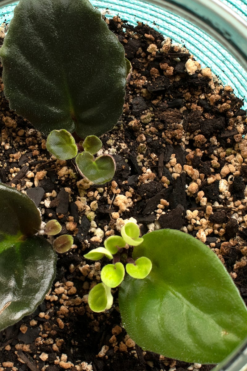 18 Ways To Get Free Plants For Your Garden and Home