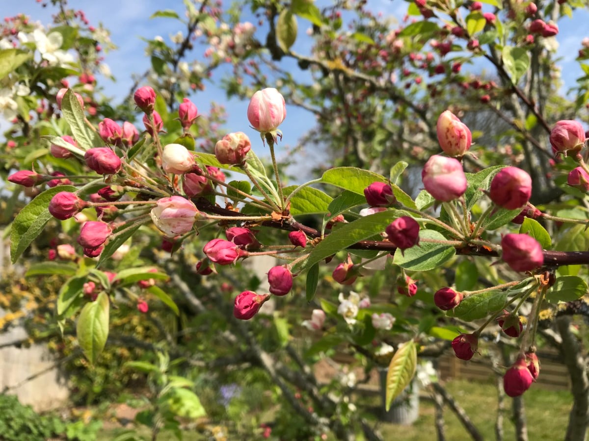 Design a Permaculture Garden: The 12 Principles To Follow