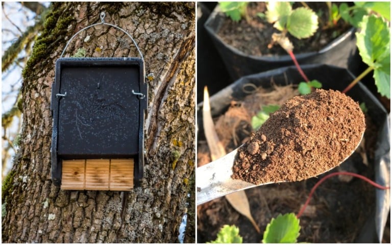 4 Ways To Attract Bats To Your Yard (And Why You Should)