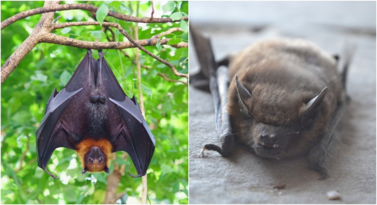 4 Ways To Attract Bats To Your Yard (And Why You Should)