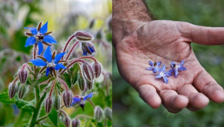 15 Reasons To Grow Borage + Ways To Use It