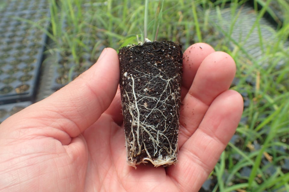 18 Ways To Get Free Plants For Your Garden and Home