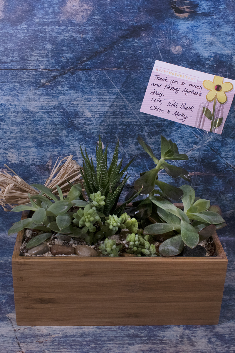 18 Ways To Get Free Plants For Your Garden and Home