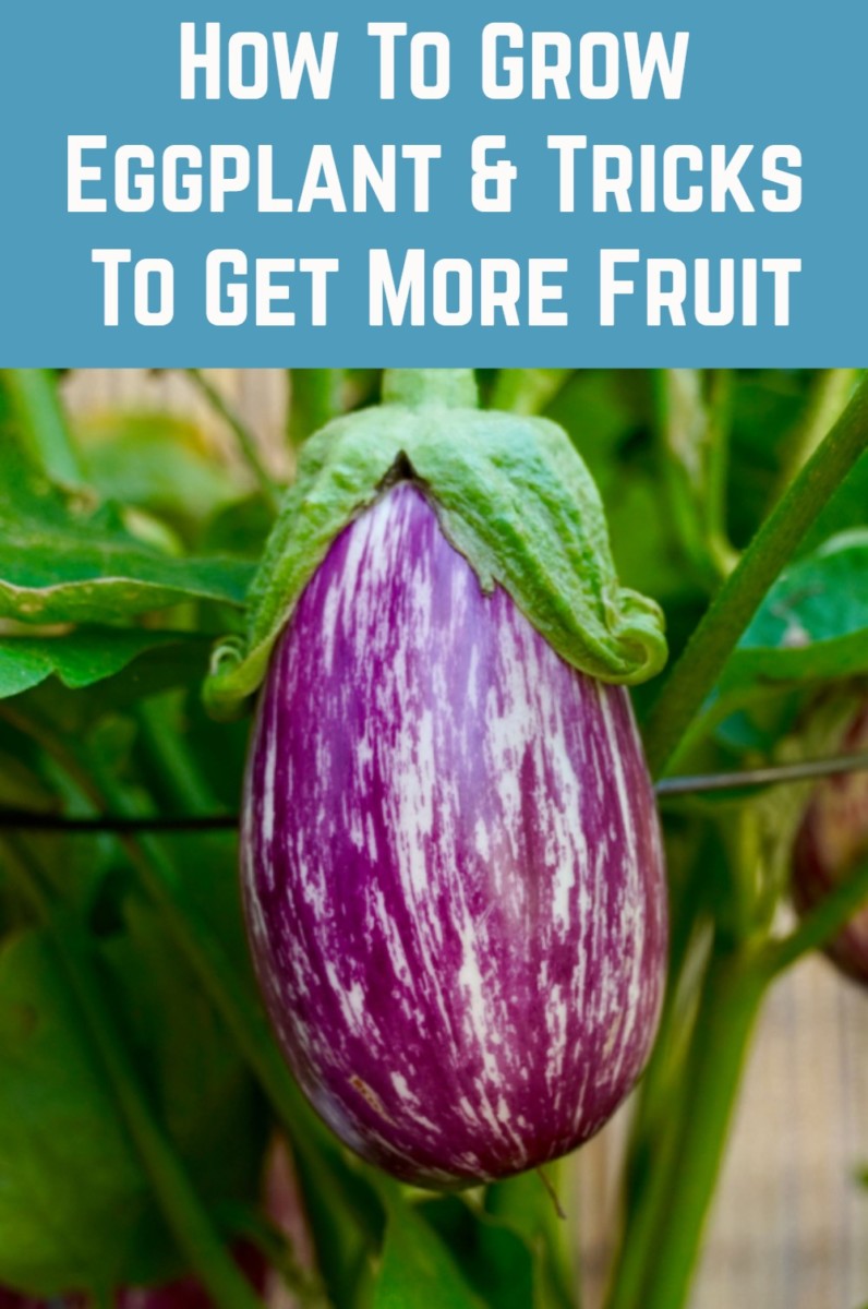 How To Grow Eggplant And Tricks To Get More Fruit