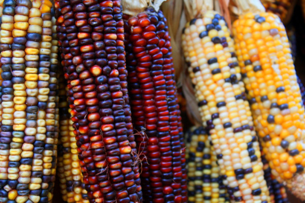 15 High-Value Garden Crops That Give Most Bang For Your Buck
