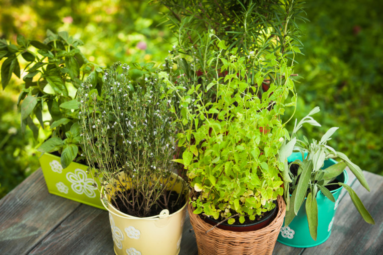 15 High-Value Garden Crops That Give Most Bang For Your Buck