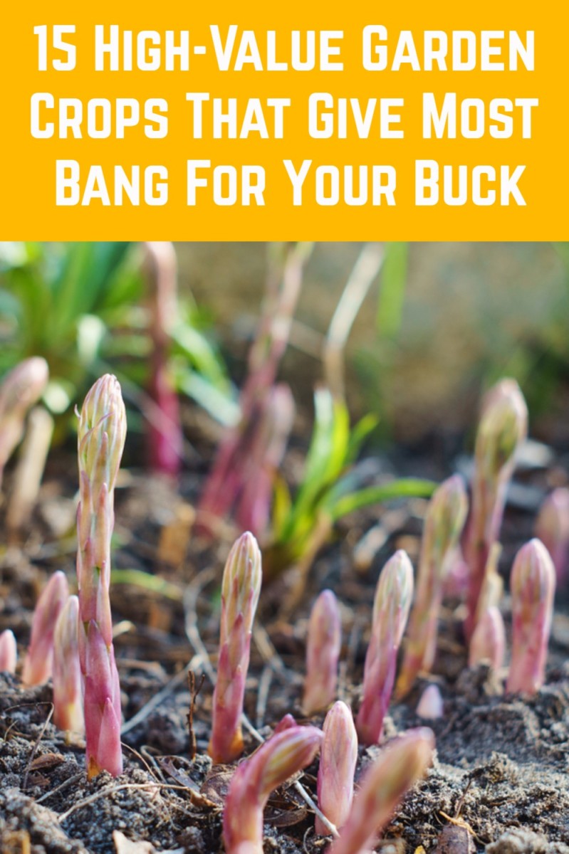 15 High-Value Garden Crops That Give Most Bang For Your Buck