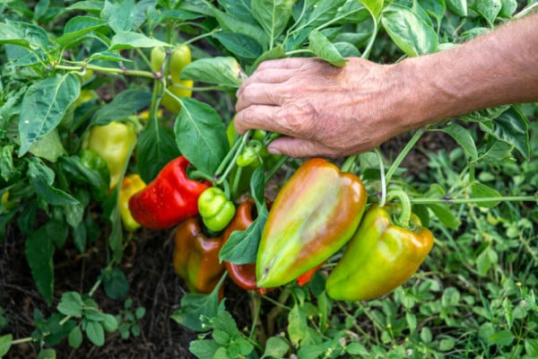 15 High-Value Garden Crops That Give Most Bang For Your Buck