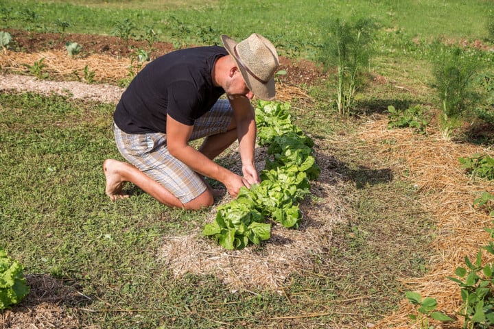Why You Should Start A Mandala Garden and How To Build One