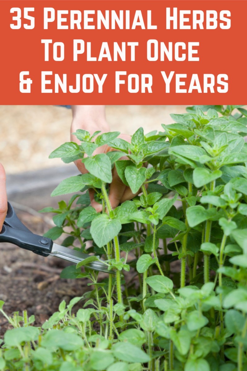 35 Perennial Herbs To Plant Once & Enjoy For Years