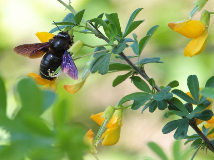 12 Reasons I Added A Siberian Pea Tree To My Garden
