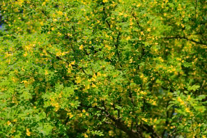 12 Reasons I Added A Siberian Pea Tree To My Garden