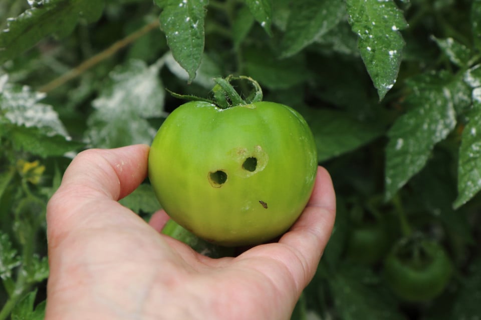 20 Common Tomato Pests and How To Deal With Them