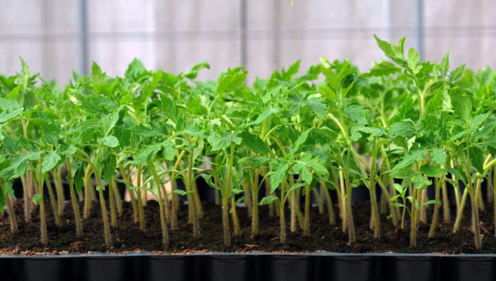 18 Ways To Get Free Plants For Your Garden and Home