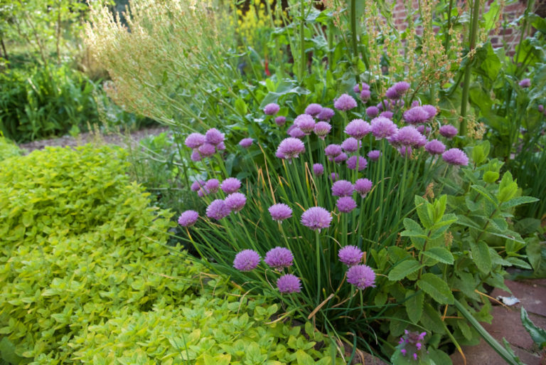 10 Reasons To Grow Chives In Your Garden