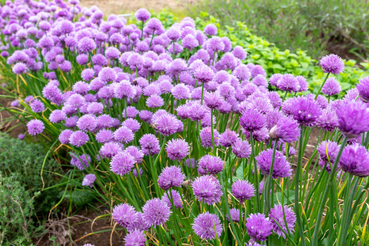 10 Reasons To Grow Chives In Your Garden
