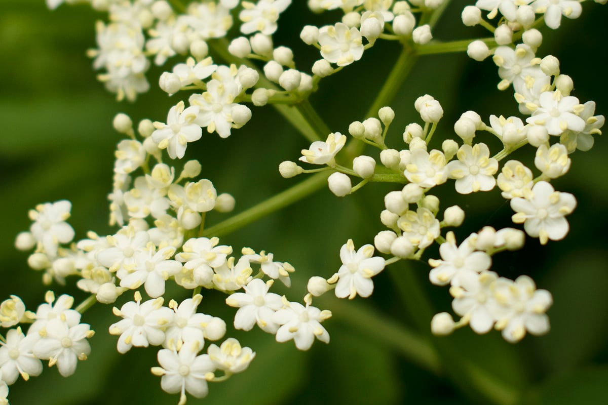 How To Make Elderflower "Champagne" - A Summer Tradition