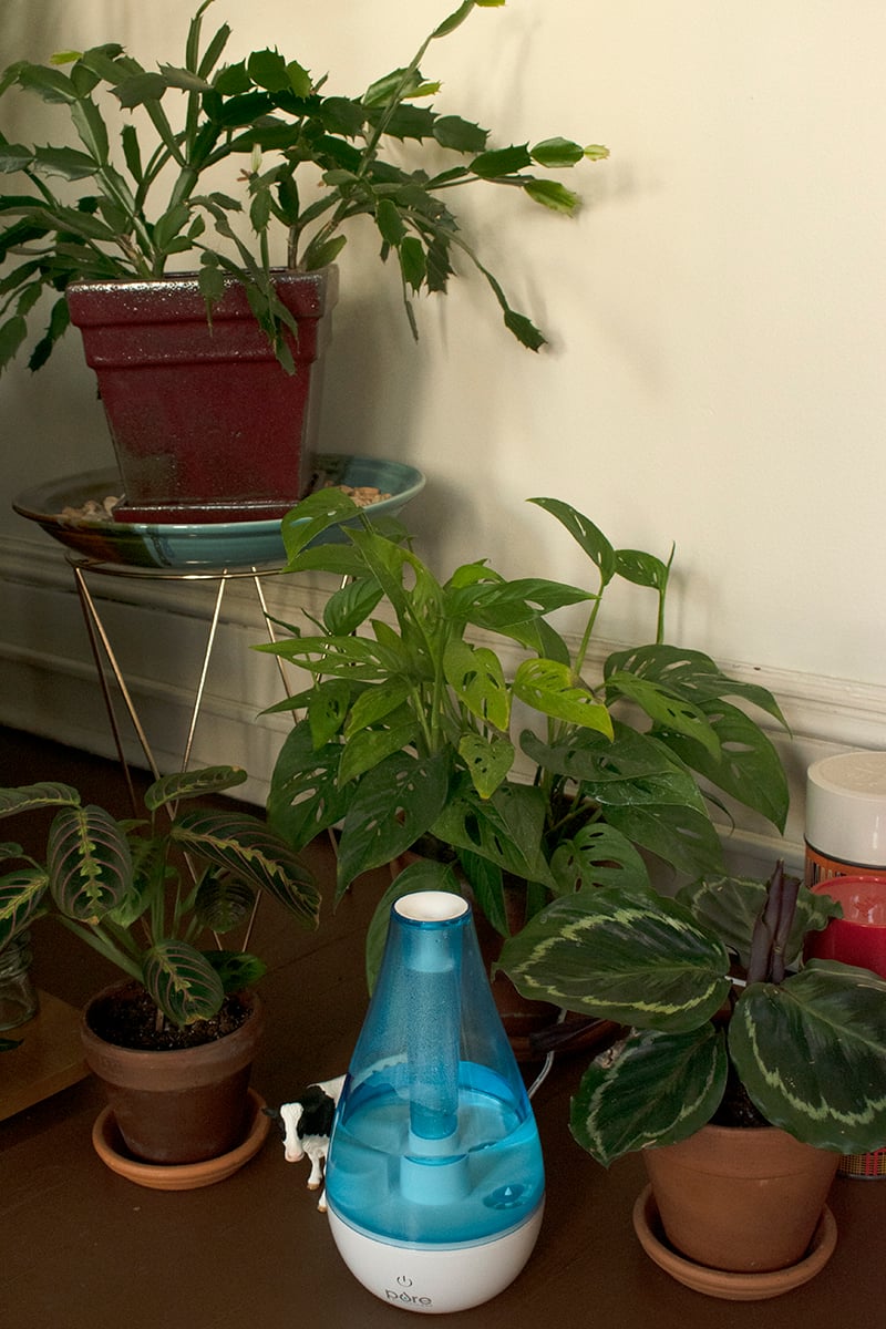 Houseplant Tool Guide: 8 Must-Have & 12 Nice-To-Have Tools For Your ...