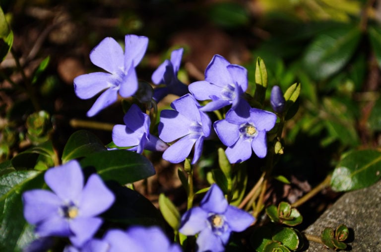 25 Shade Loving Perennials To Brighten Up Shady Spots