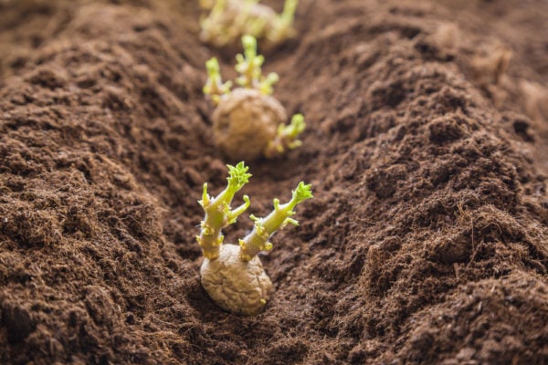 15 Potato Growing Tips To Significantly Increase Your Harvest