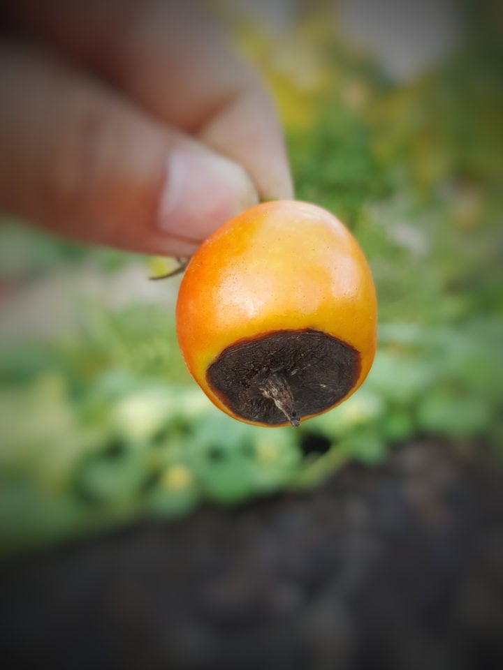 13 Common Tomato Problems & How To Fix Them