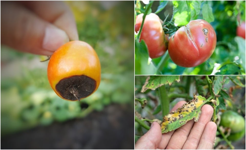 13 Common Tomato Problems & How To Fix Them