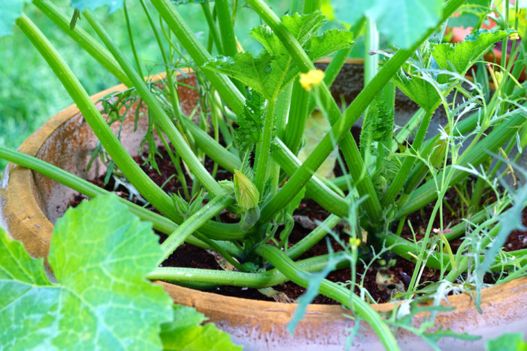 Grow Zucchini In Containers - 15 Tips For Huge Harvests