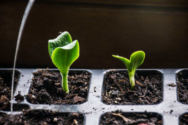 Grow Zucchini In Containers - 15 Tips For Huge Harvests